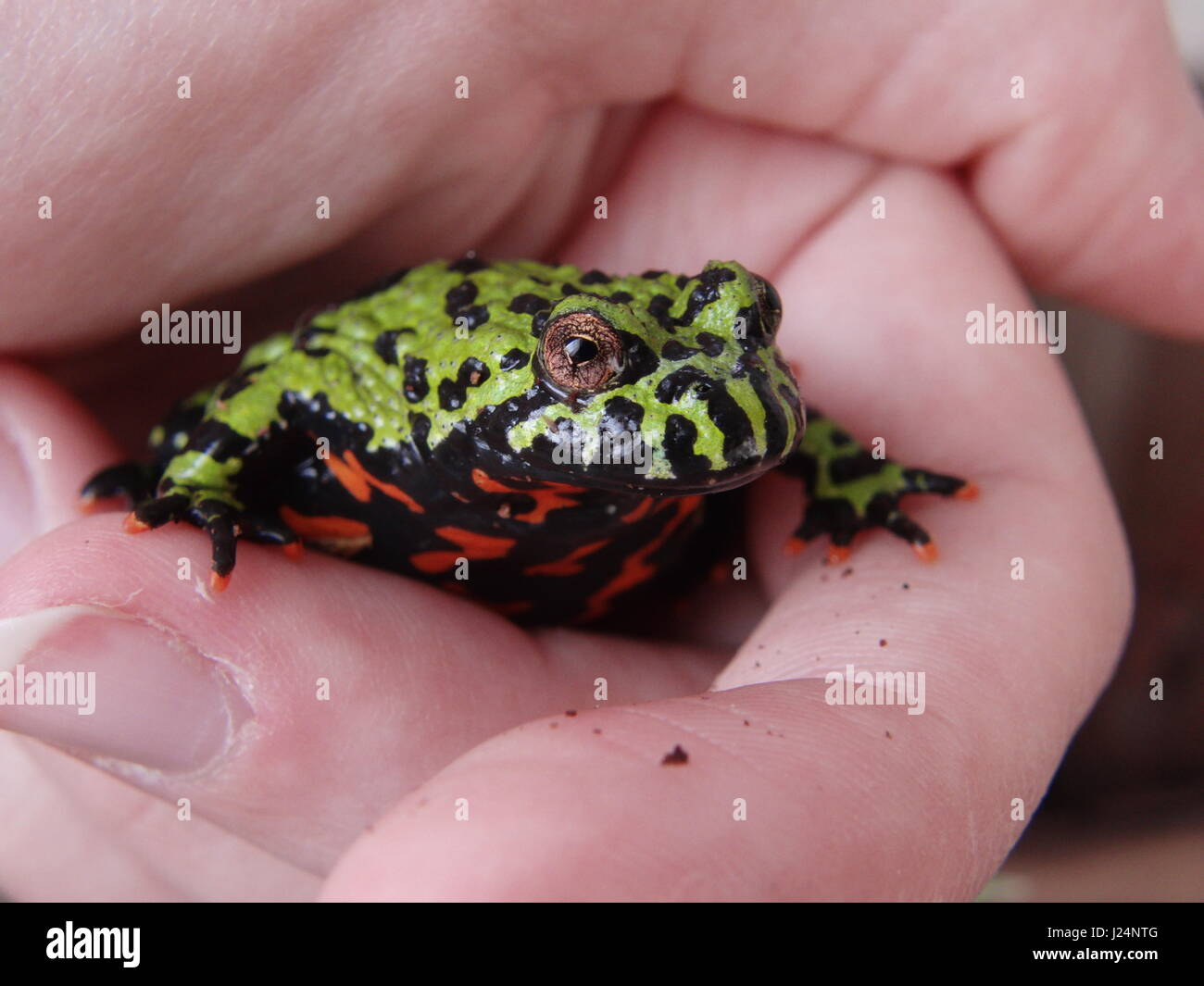 Red belly toad Stock Photo - Alamy