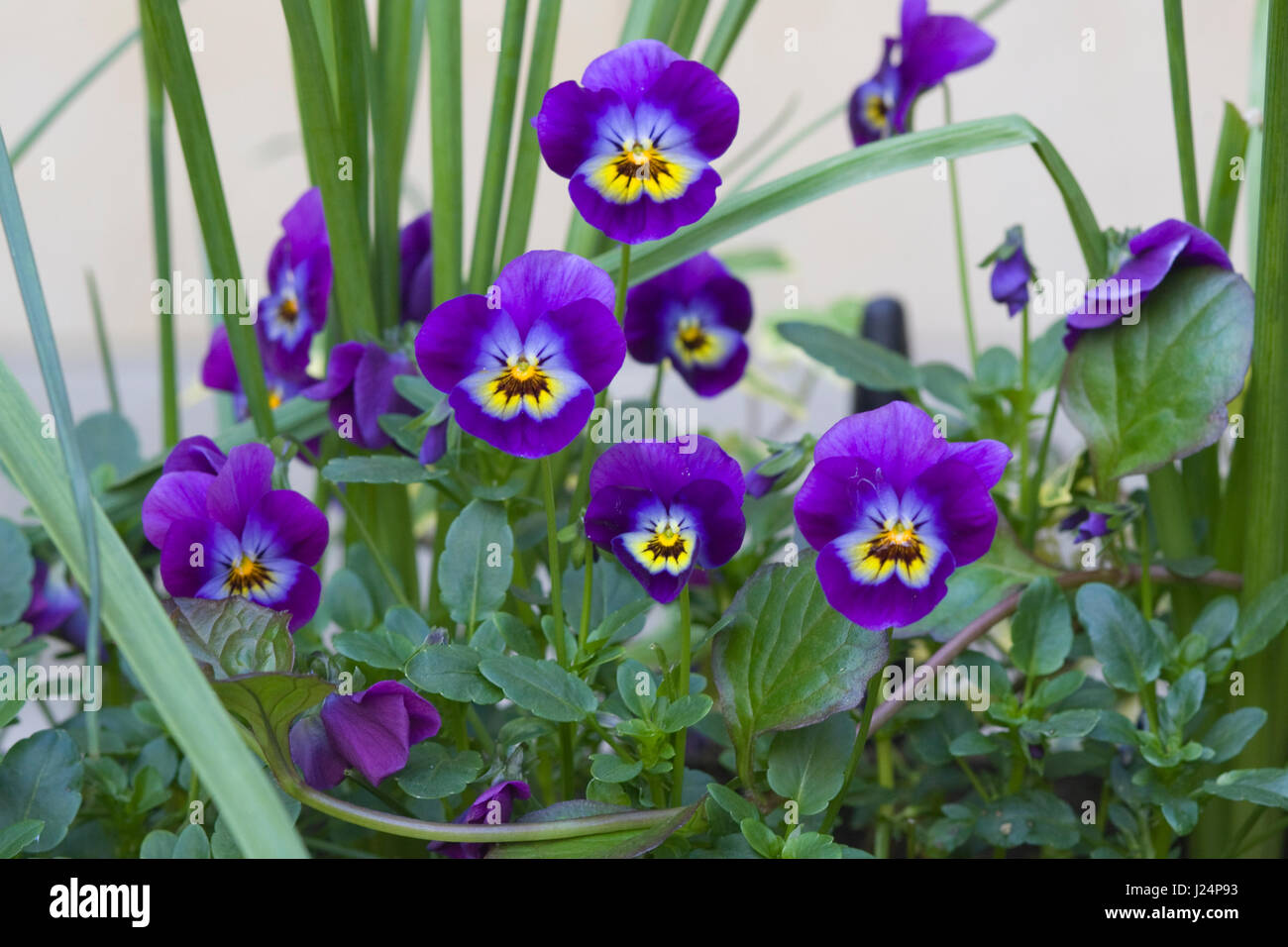 Pansies in garden border hi-res stock photography and images - Alamy