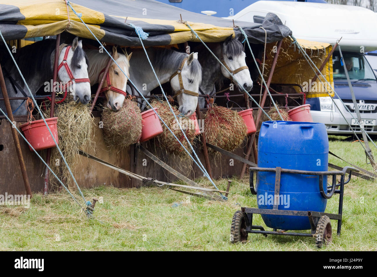 The Devils horsemen stunt teams horses in temporary stables Stock Photo ...