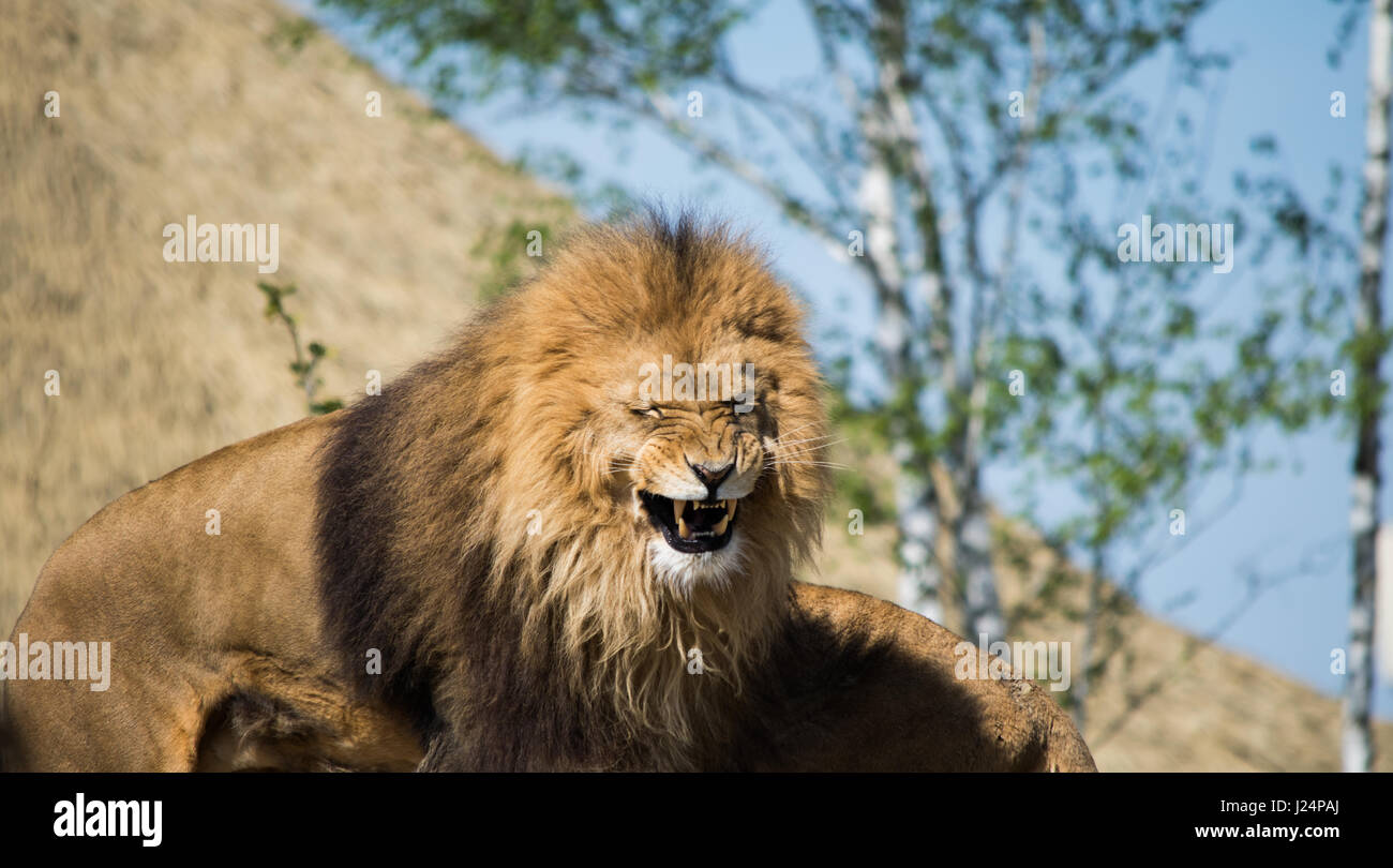 Lion in France zoo Stock Photo - Alamy