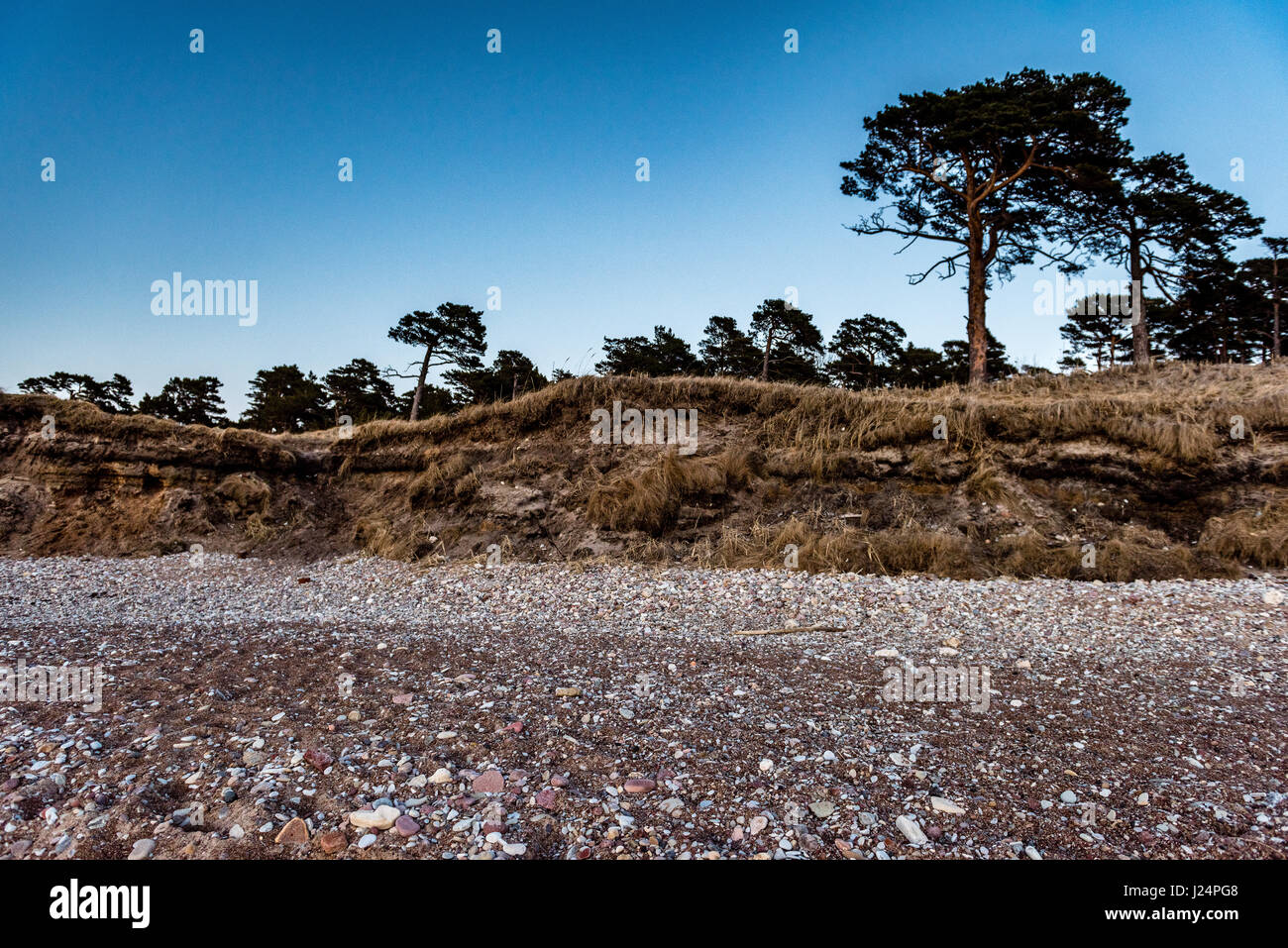 trees against blue sky with branches wide spread. spring motives Stock ...