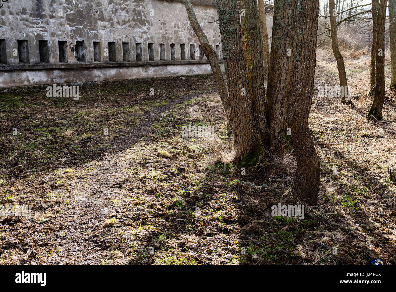 trees against blue sky with branches wide spread. spring motives Stock ...