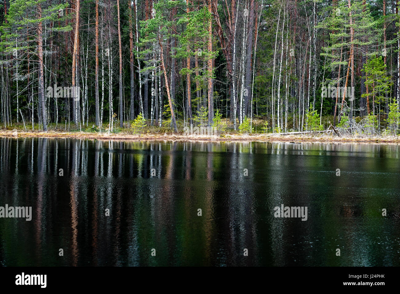 reflections of trees in the river water in spring Stock Photo - Alamy