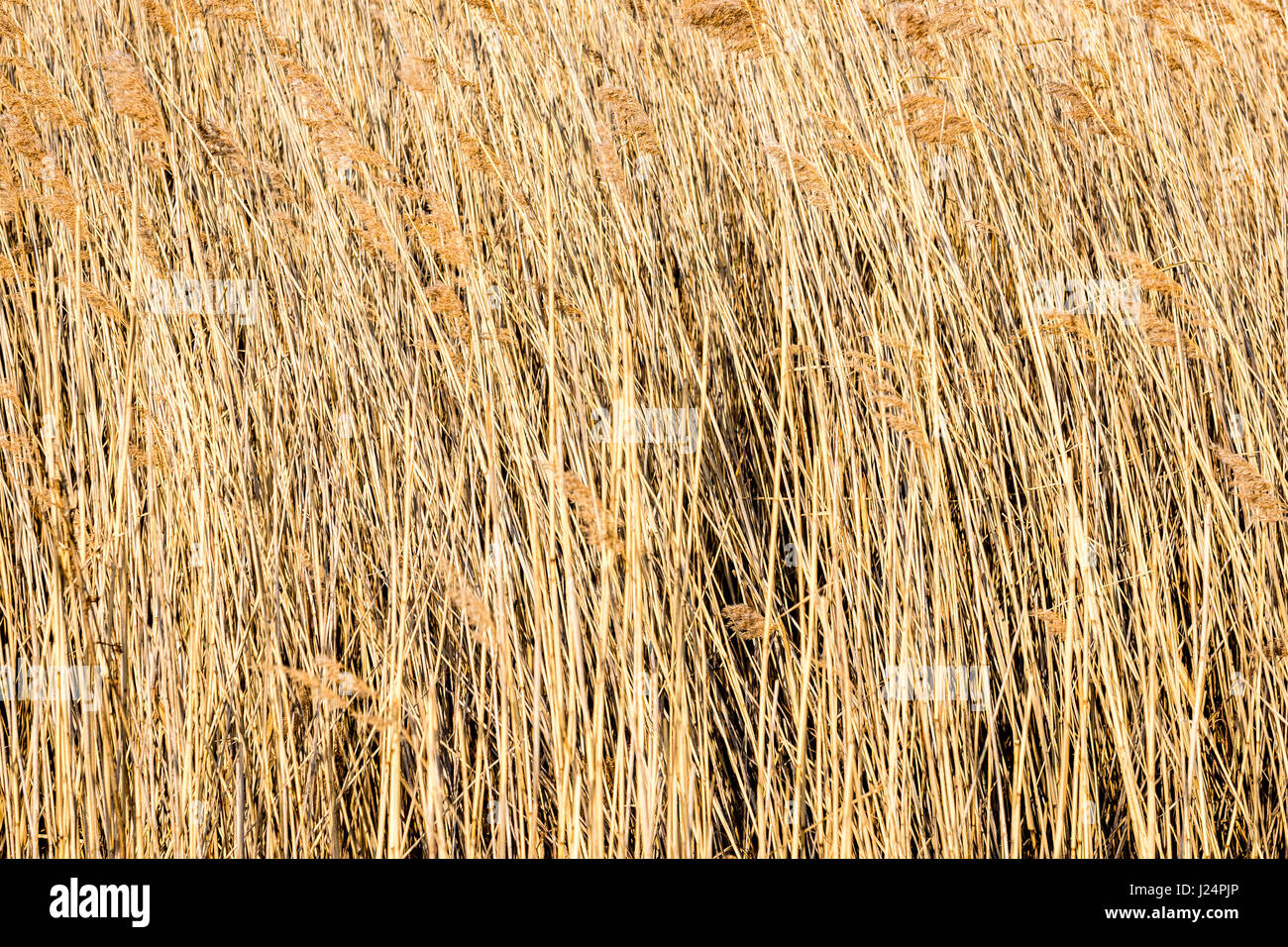 beautiful blur dry grass and bent background texture by the beach Stock ...