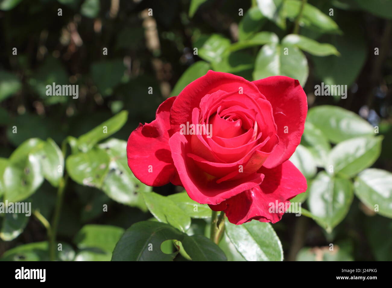 Red rose in a garden Stock Photo - Alamy