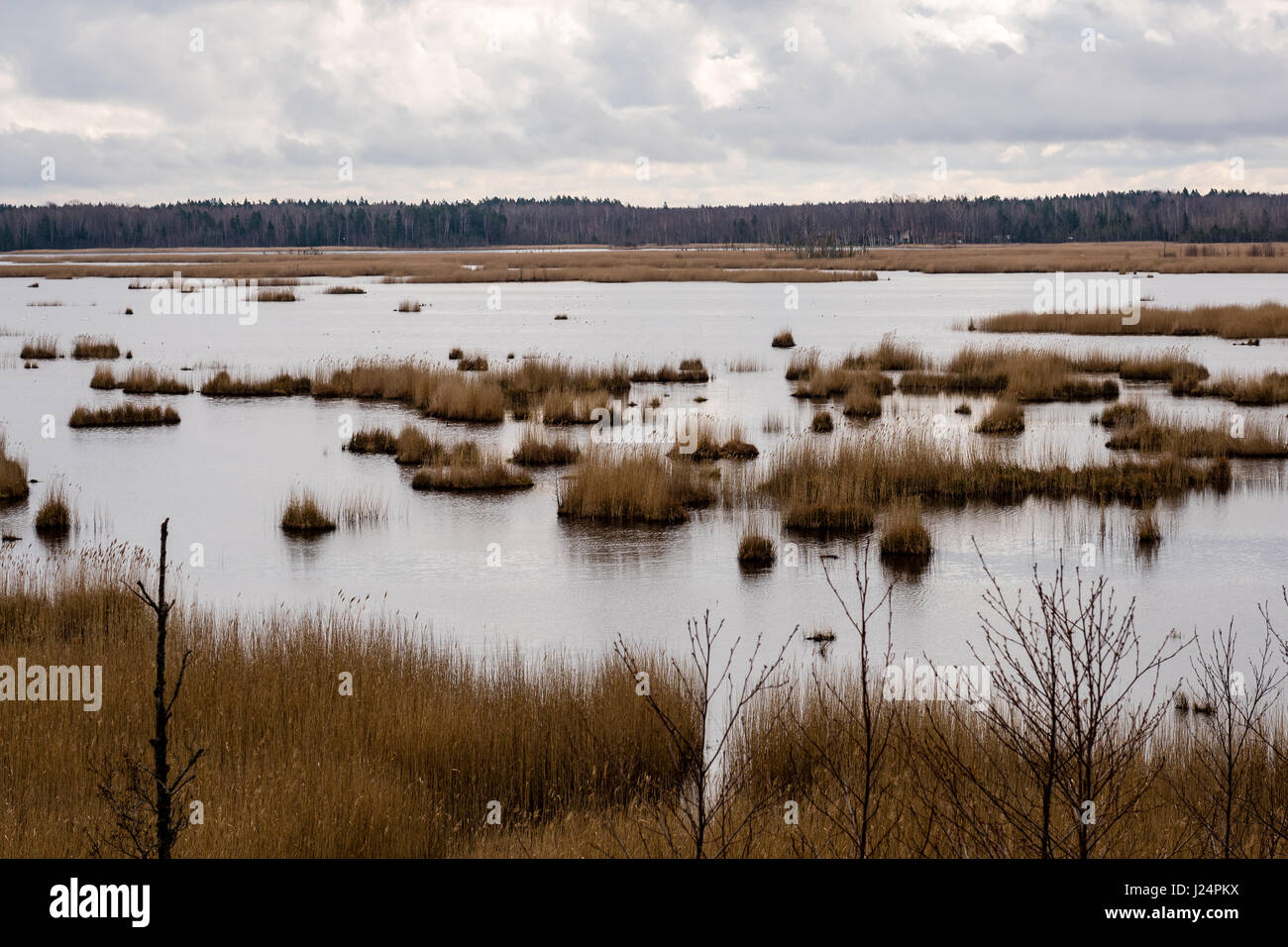 spring swamp view with lakes and forest trees Stock Photo - Alamy