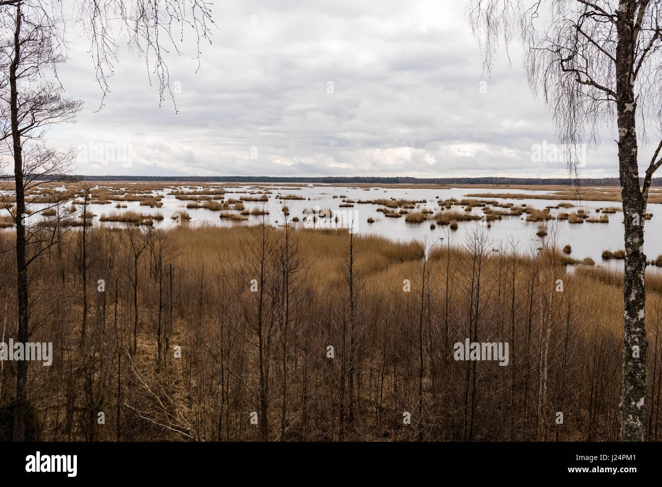 spring swamp view with lakes and forest trees Stock Photo - Alamy