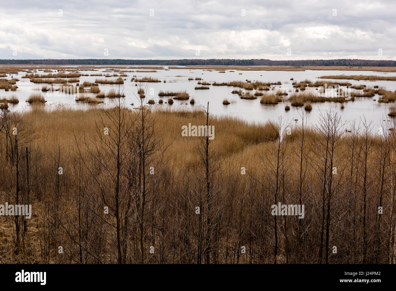 spring swamp view with lakes and forest trees Stock Photo - Alamy