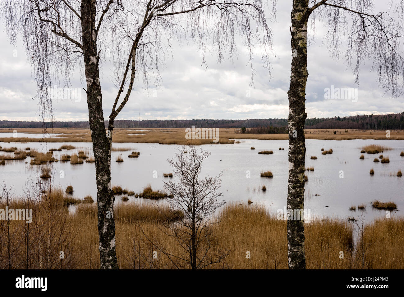 spring swamp view with lakes and forest trees Stock Photo - Alamy