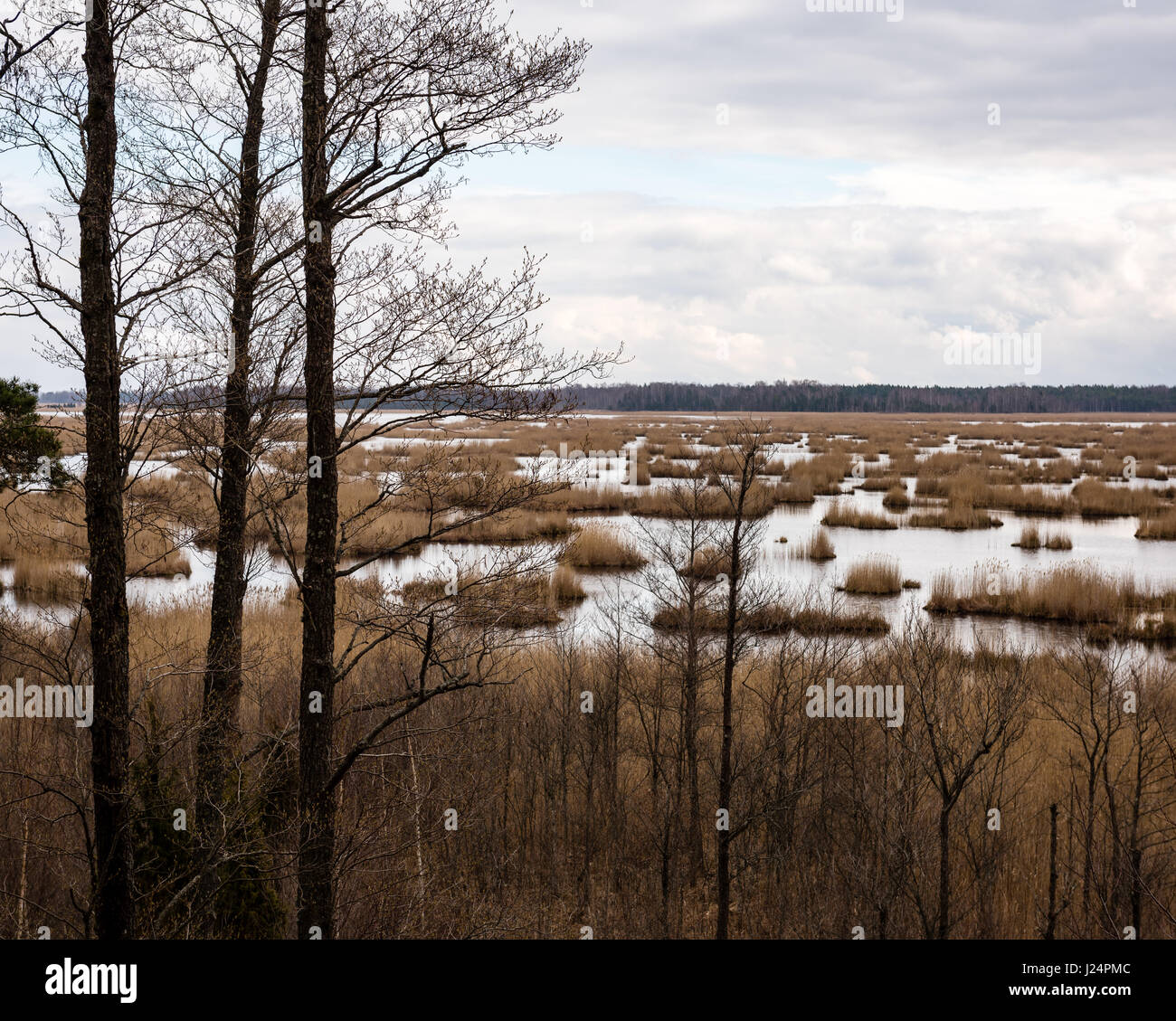 trees against blue sky with branches wide spread. spring motives Stock ...