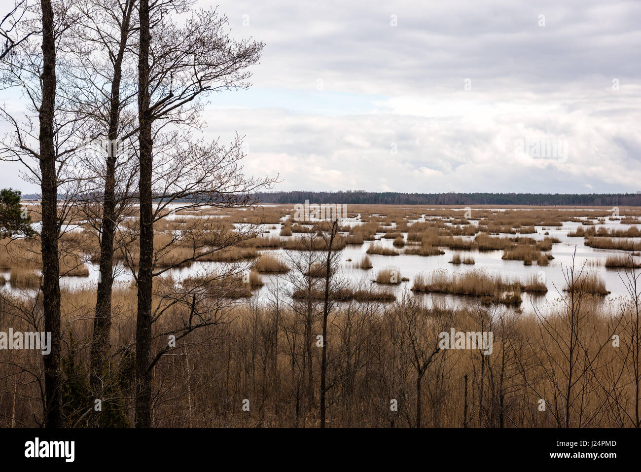 trees against blue sky with branches wide spread. spring motives Stock ...