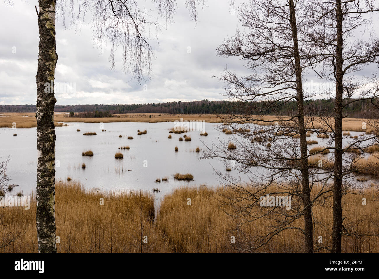 spring swamp view with lakes and forest trees Stock Photo - Alamy