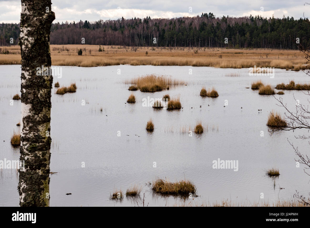 spring swamp view with lakes and forest trees Stock Photo - Alamy