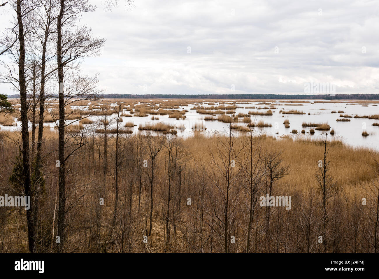 spring swamp view with lakes and forest trees Stock Photo - Alamy