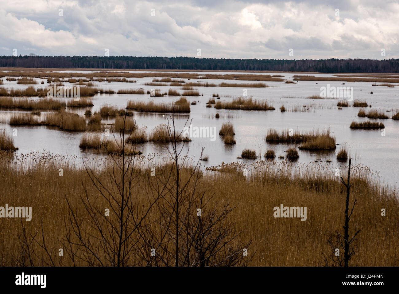 spring swamp view with lakes and forest trees Stock Photo - Alamy