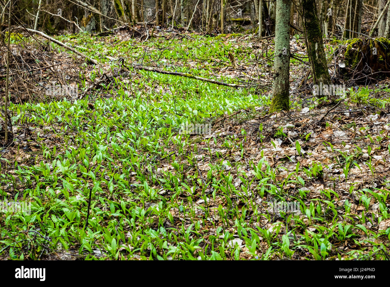 trees against blue sky with branches wide spread. spring motives Stock ...