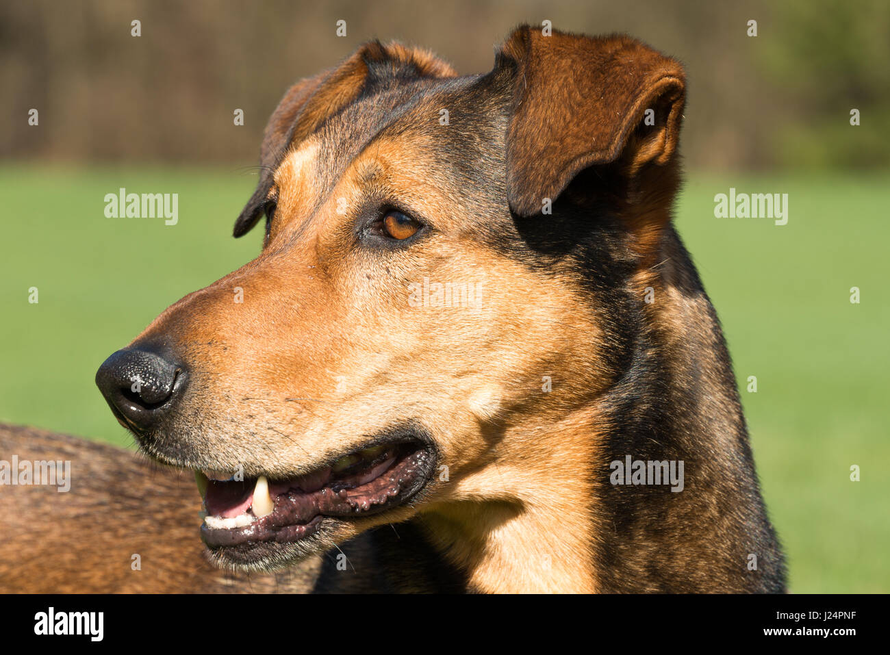 portrait of a hunting dog - head angle view Stock Photo - Alamy