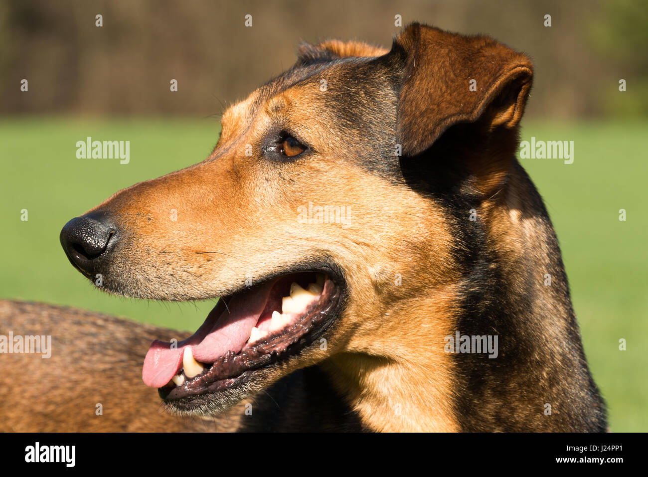 portrait of a hunting dog - head angle view Stock Photo - Alamy