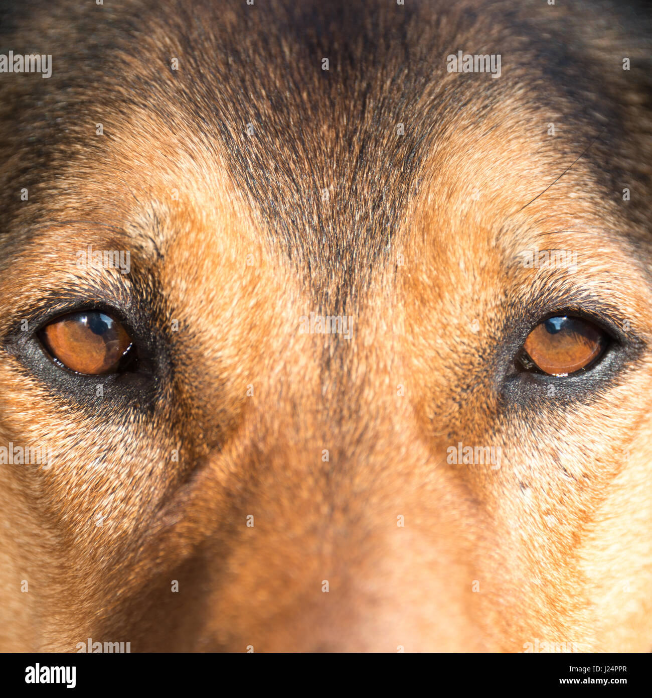 portrait of a hunting dog - beautiful symmetry of the face, focu Stock ...