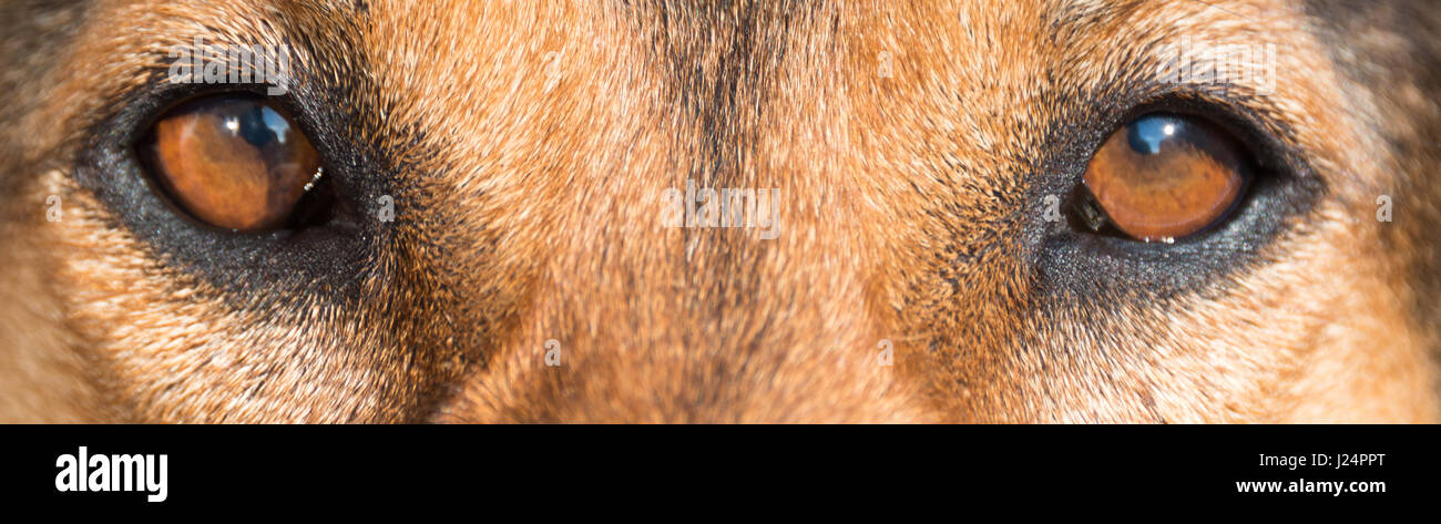 portrait of a hunting dog - beautiful symmetry of the face, focu Stock ...