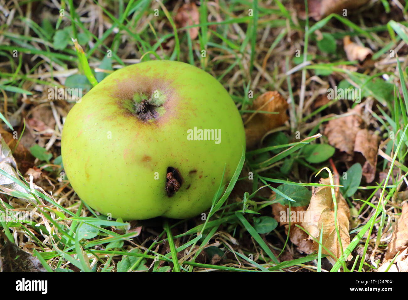 Rotten apple worm hi-res stock photography and images - Alamy