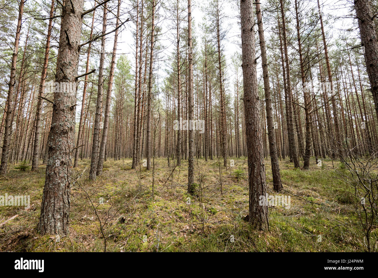trees against blue sky with branches wide spread. spring motives Stock ...