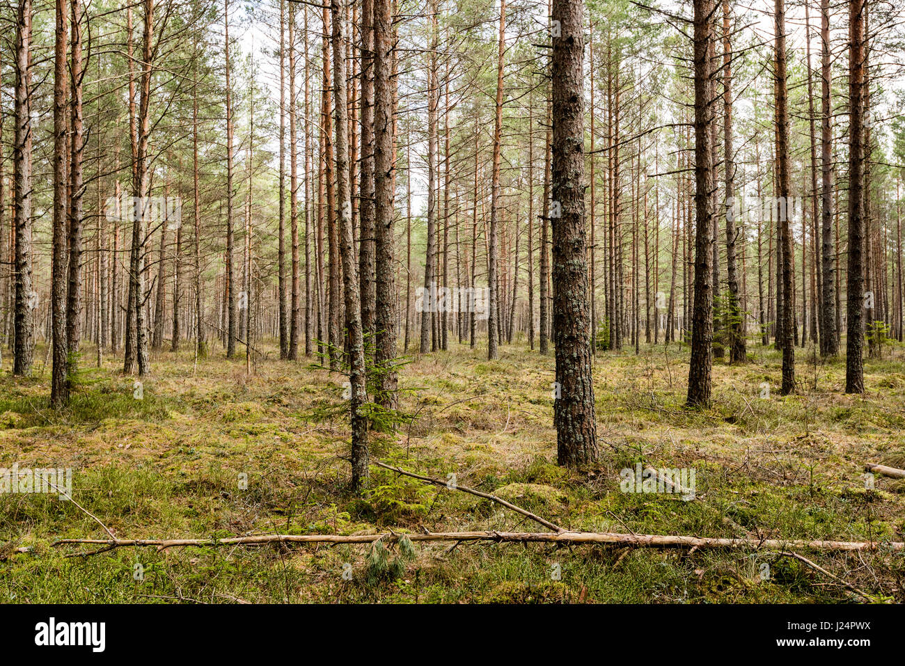 trees against blue sky with branches wide spread. spring motives Stock ...