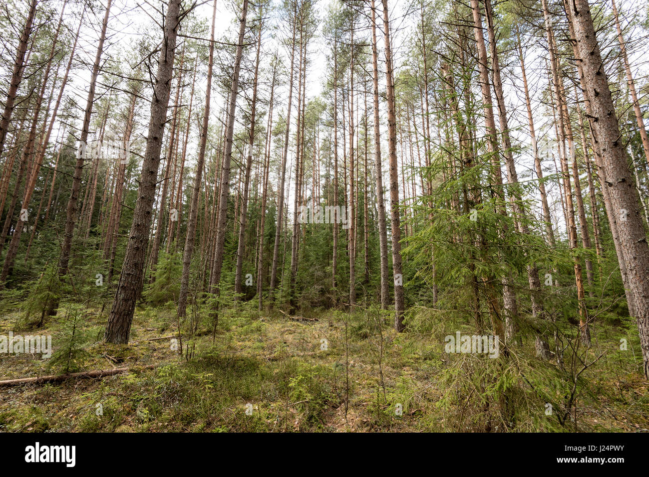 trees against blue sky with branches wide spread. spring motives Stock ...