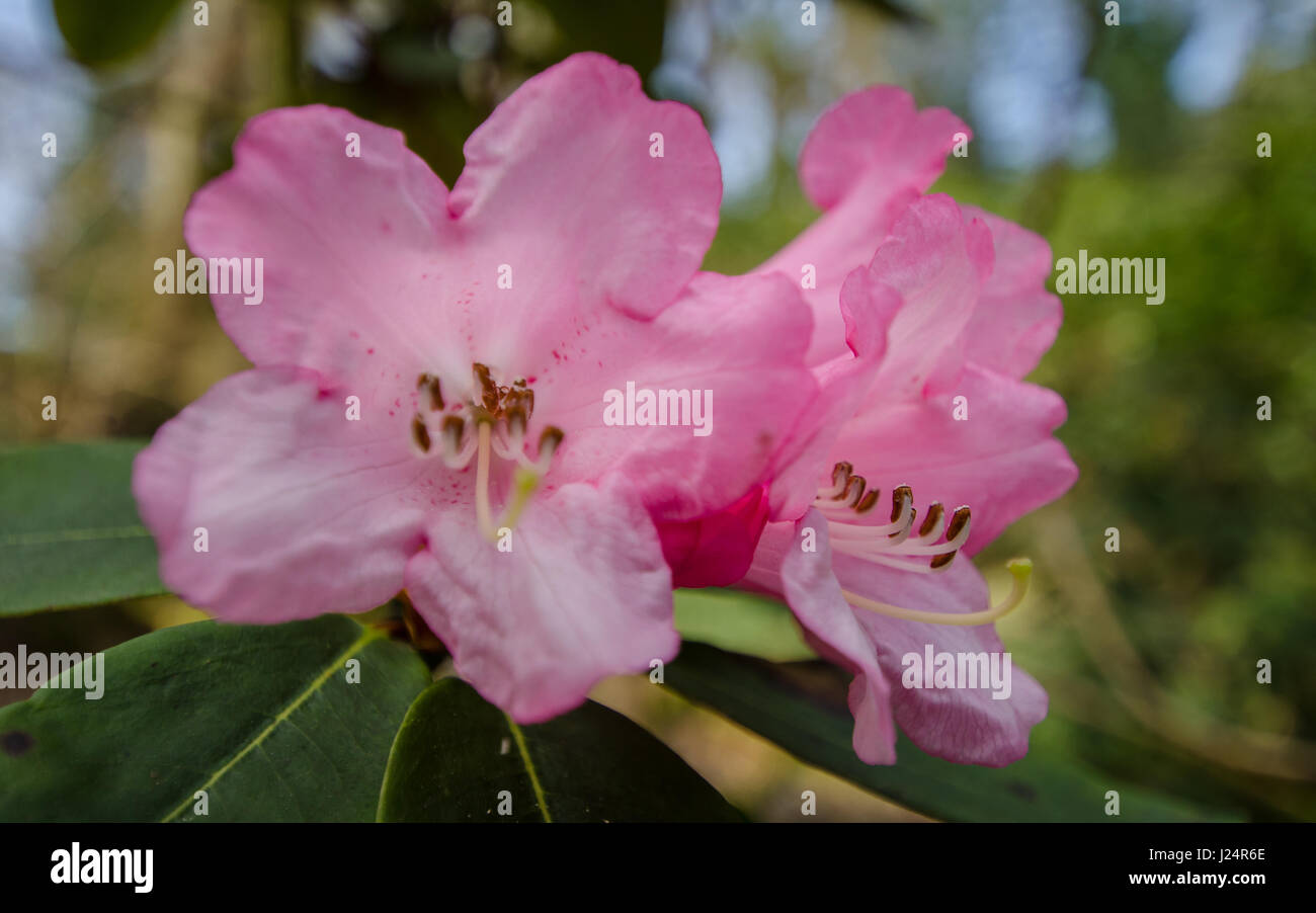 The Gower Landscapes Stock Photo - Alamy