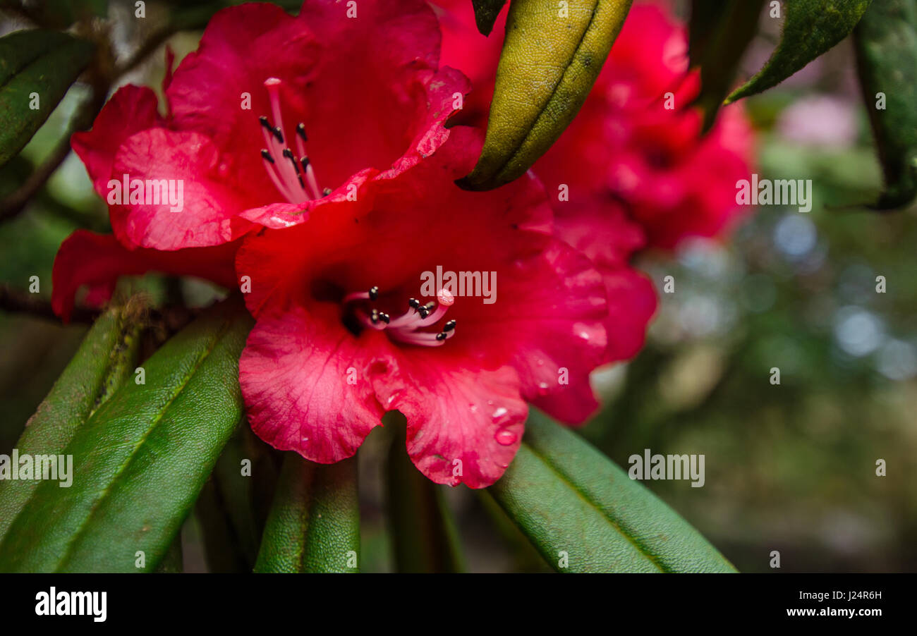 The Gower Landscapes Stock Photo - Alamy