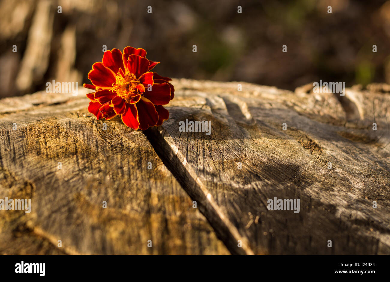 one marigold flower in a tree stump cut Stock Photo - Alamy
