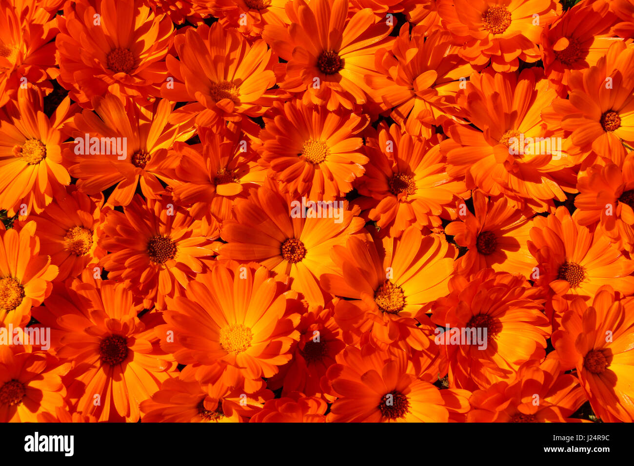 Nice spread of bright marigolds Stock Photo - Alamy