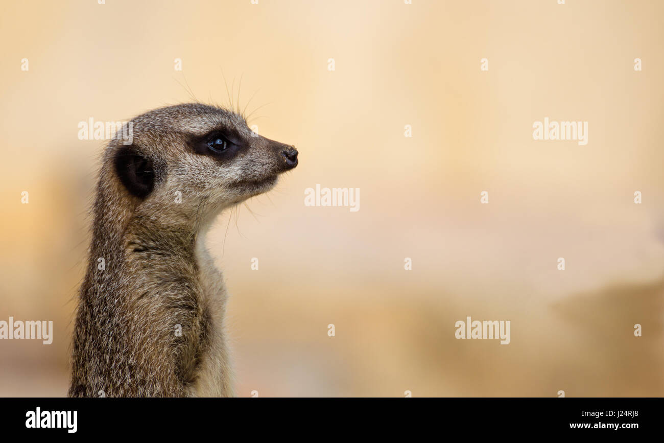 One Meerkat looking out with a warm soft background Stock Photo - Alamy