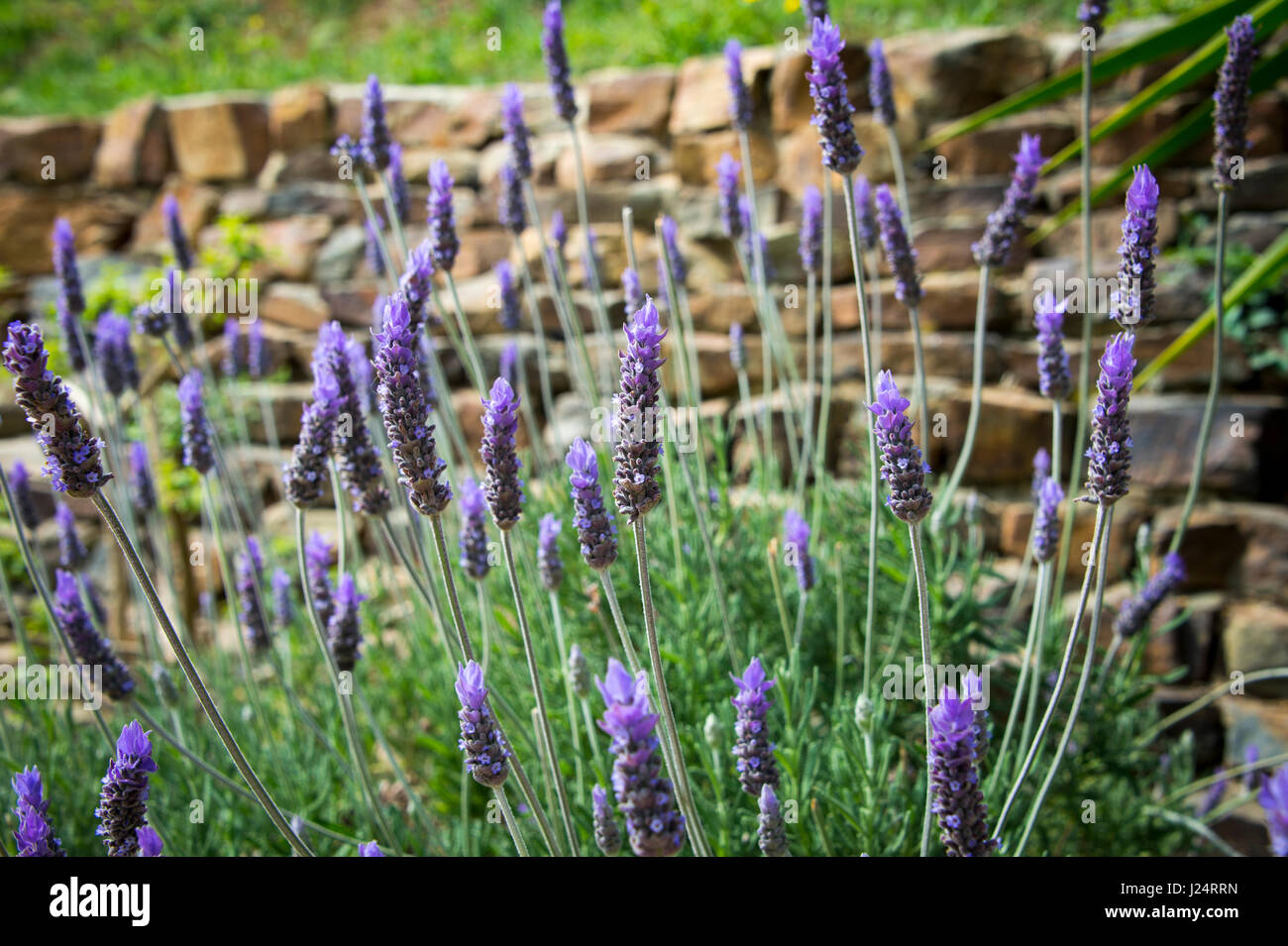 Lavender in a garden Stock Photo - Alamy