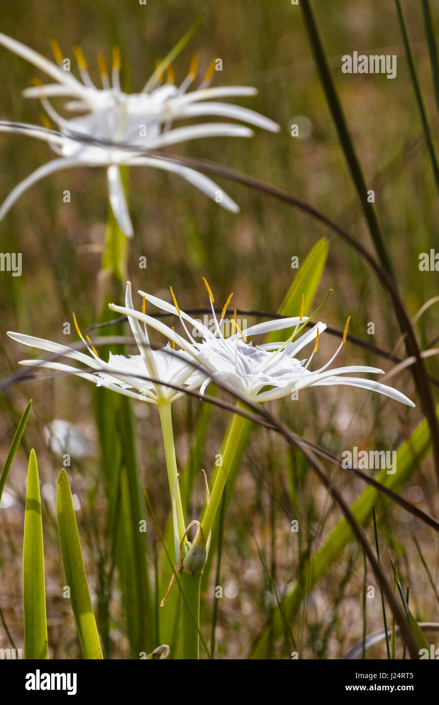 Alligator or Spider Lily in Everglades National Park in Florida Stock ...