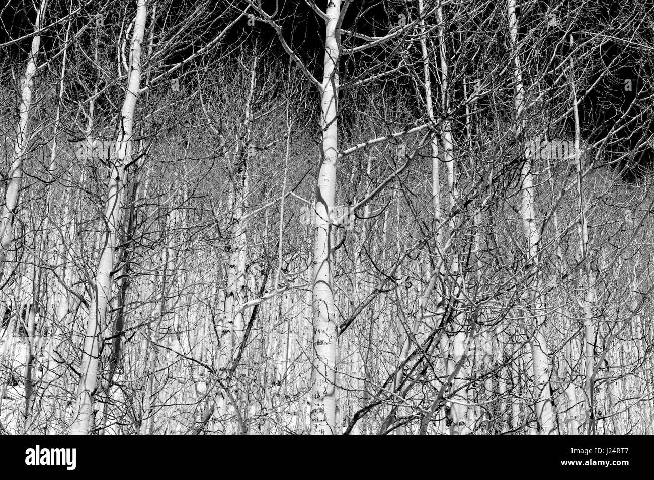 Usa wilderness forest Black and White Stock Photos & Images - Alamy