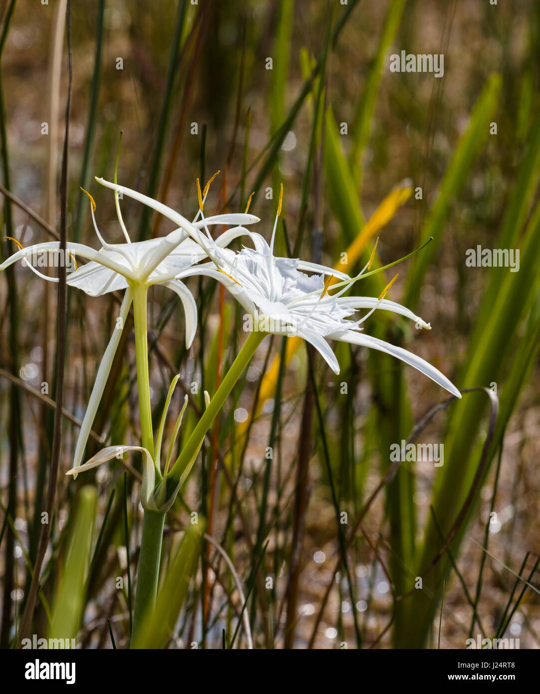 Alligator or Spider Lily in Everglades National Park in Florida Stock ...
