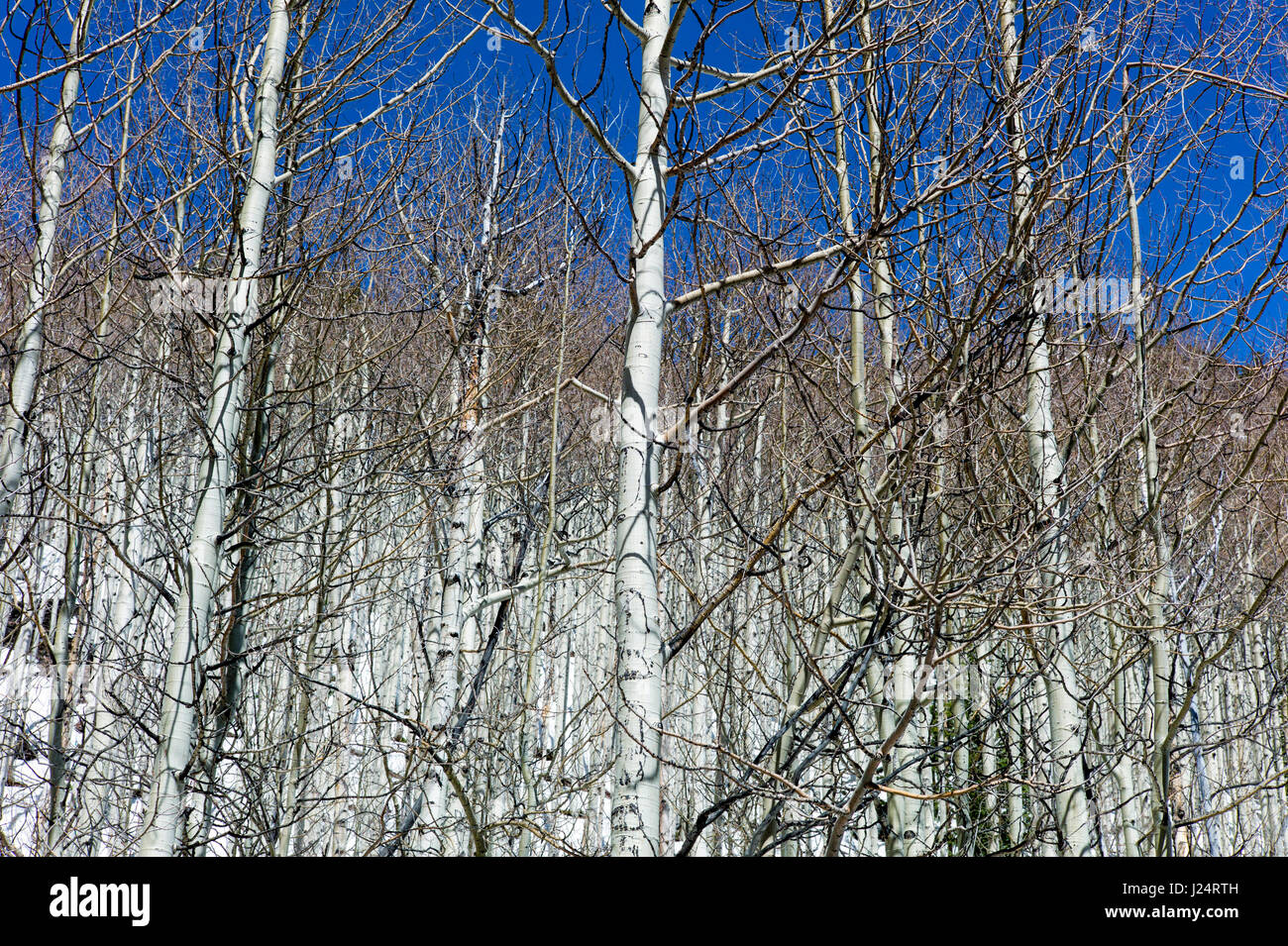 Aspen trees in winter snow near Monarch Pass, Chaffee County, Colorado ...