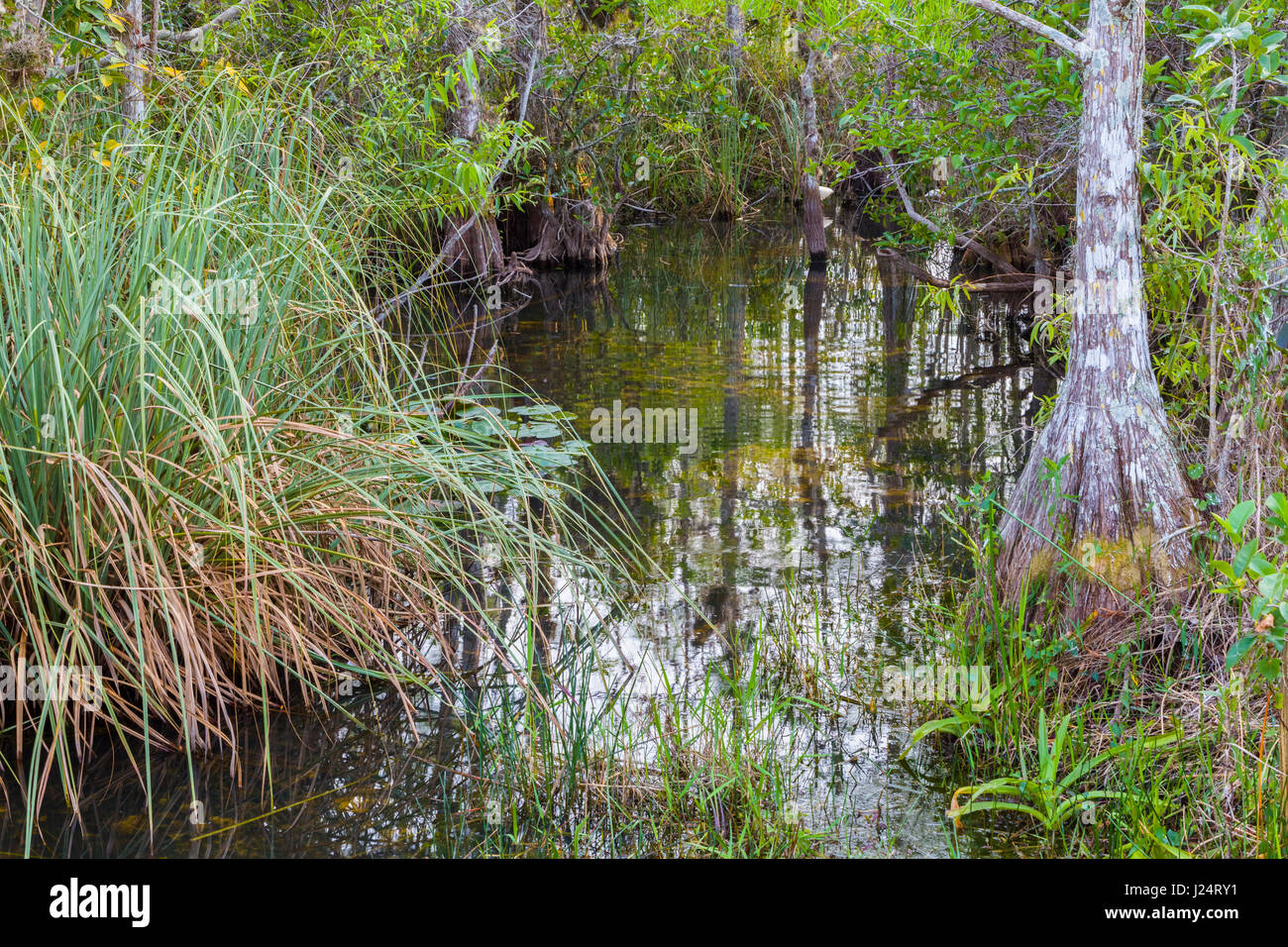 Cypress swamp in Everglades National Park a UNESCO World Heritage Site ...