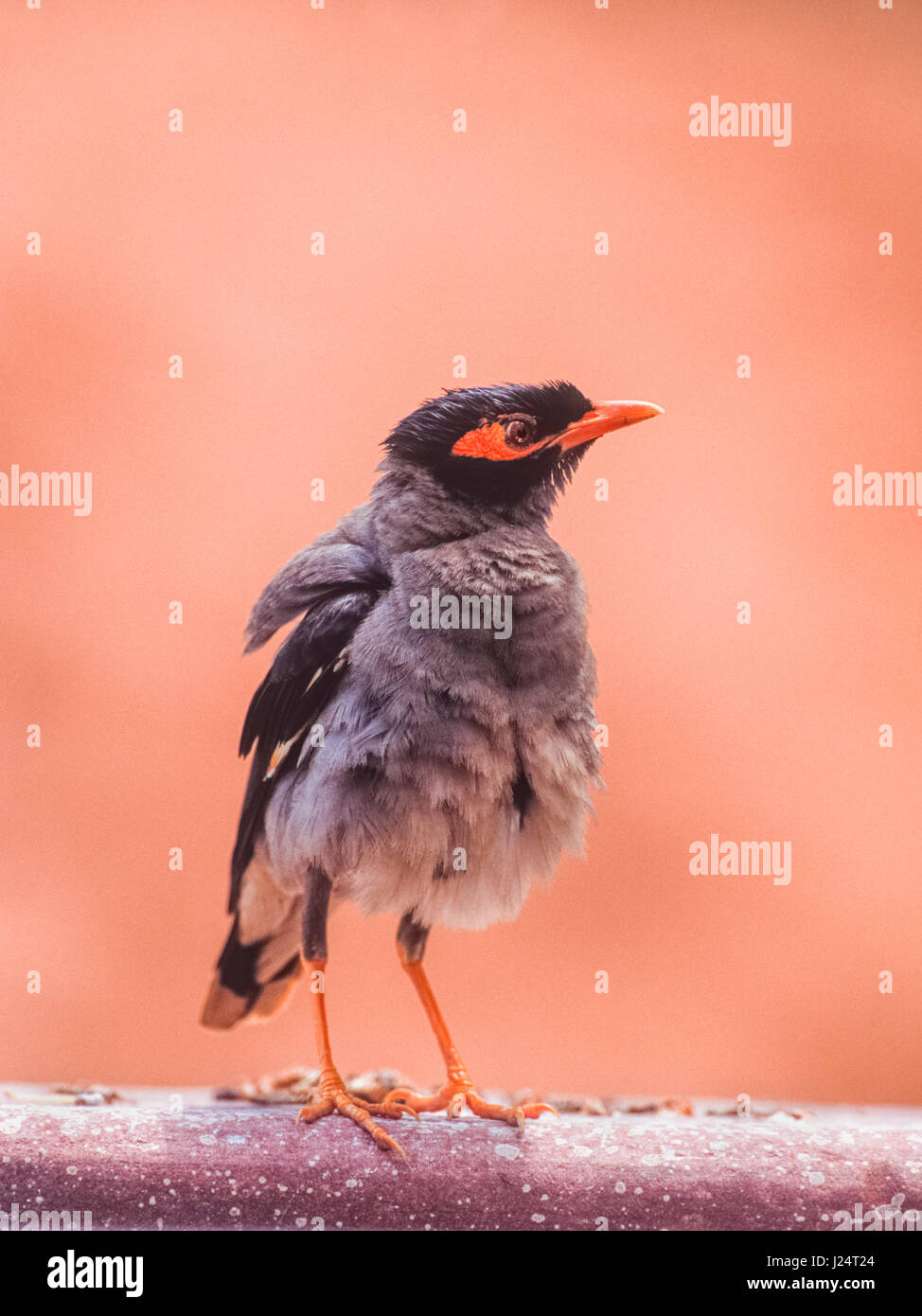 Bank myna preening hi-res stock photography and images - Alamy