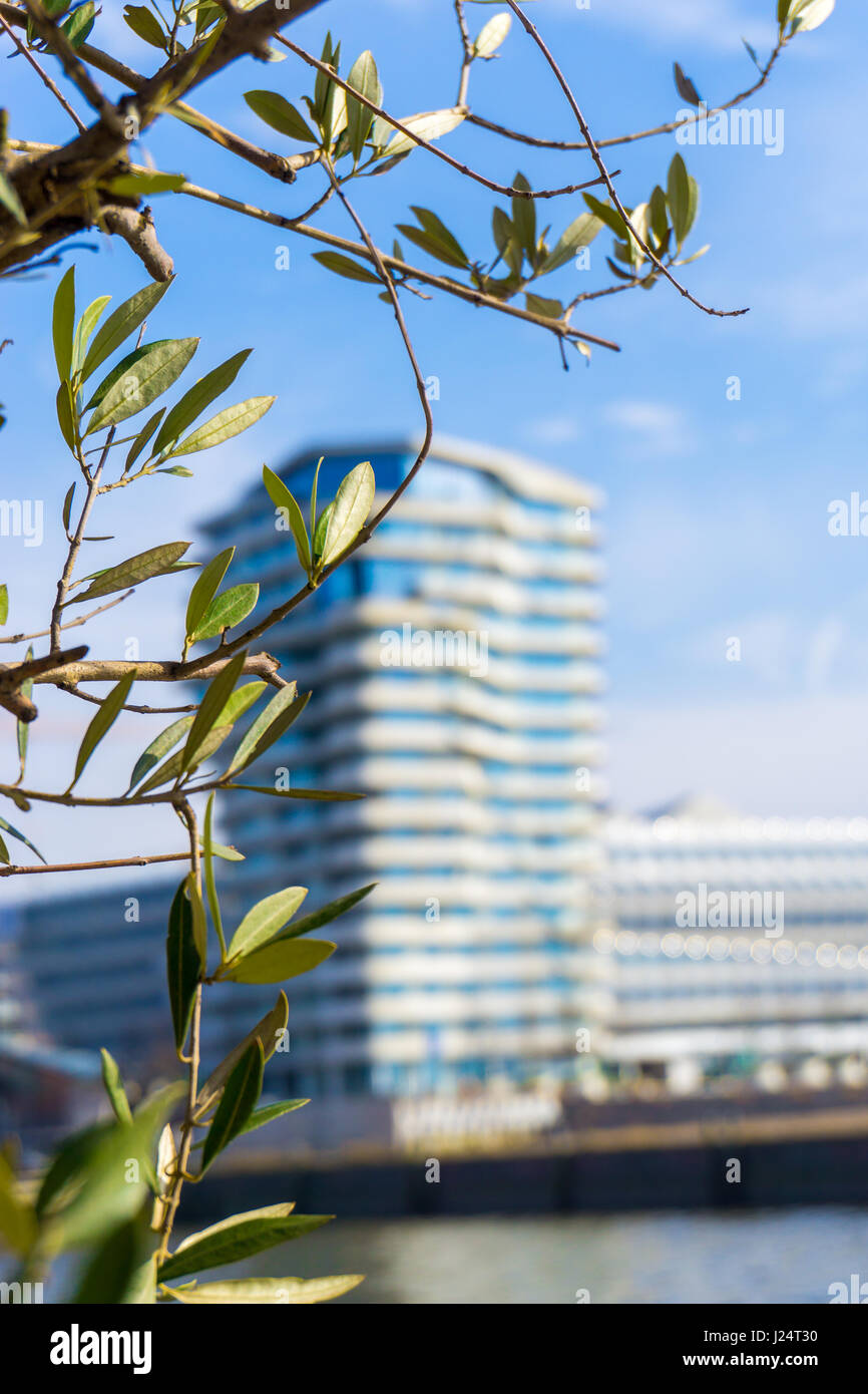 The Marco Polo building in Hamburg shot through the branches of an ...
