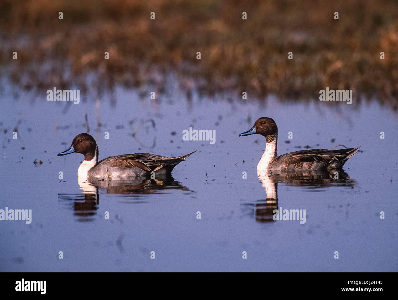 two Pintail or Northern Pintail ducks, (Anas acuta), in wetland ...