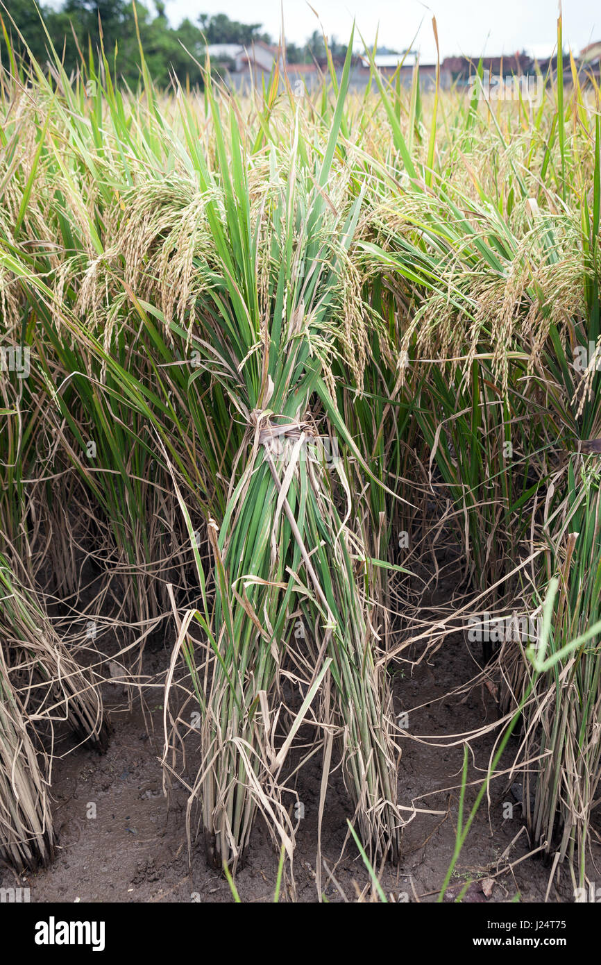 Front view of a bunch or rice plants ready for harvest Stock Photo - Alamy