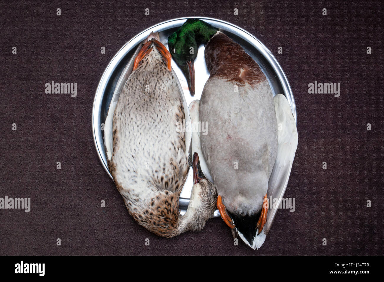 Dead duck hi-res stock photography and images - Alamy