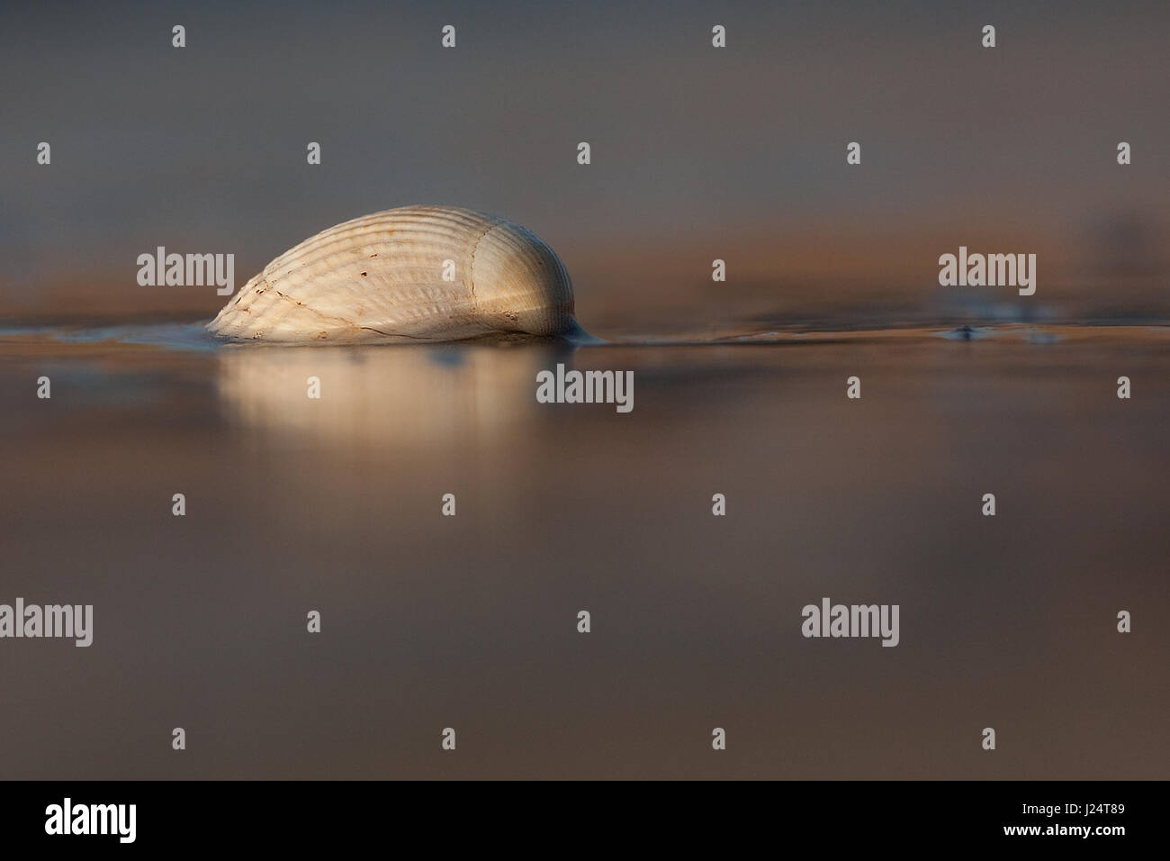 Shell reflect hi-res stock photography and images - Alamy