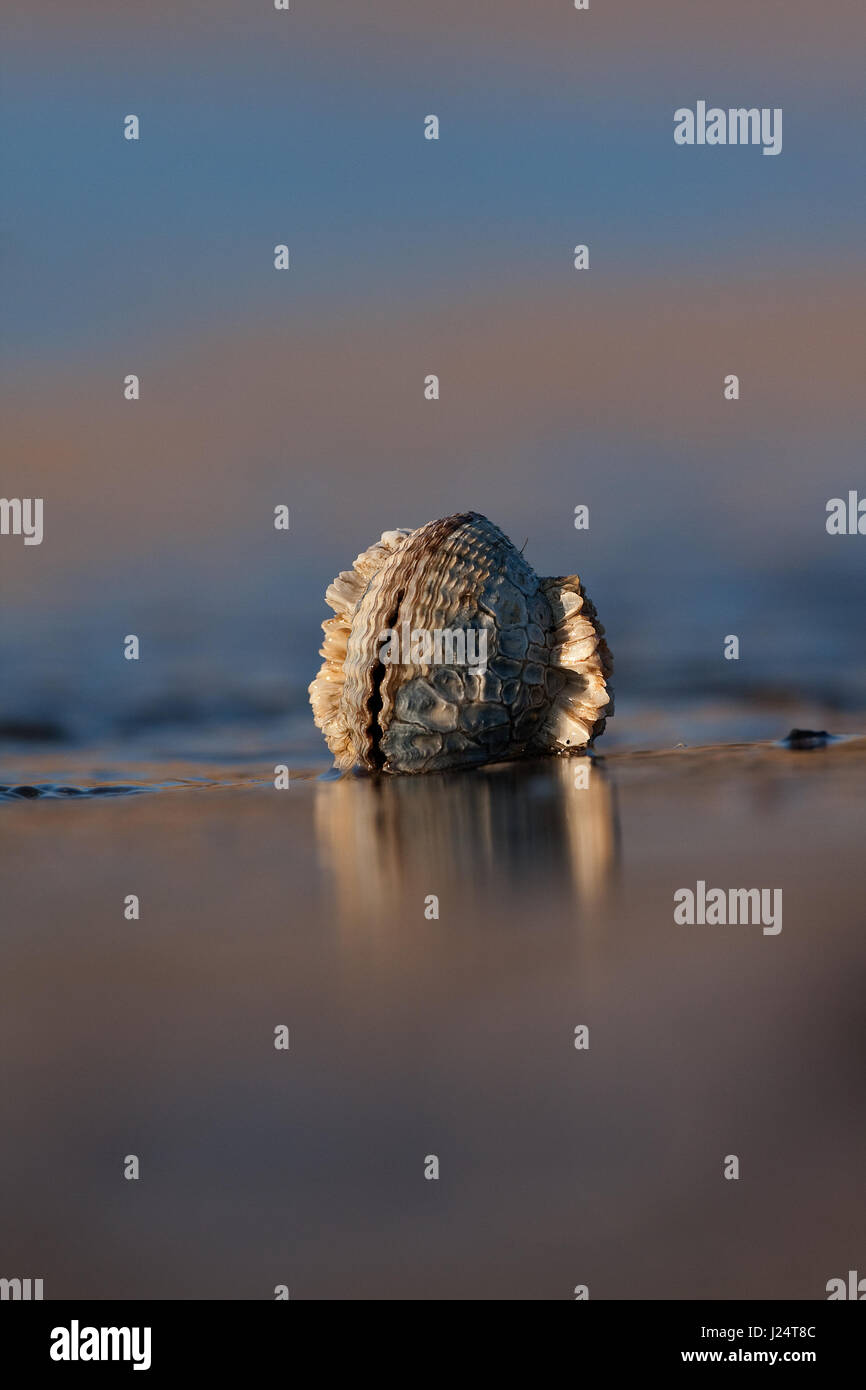 Ground level view of a shell in the water with a reflection Stock Photo ...