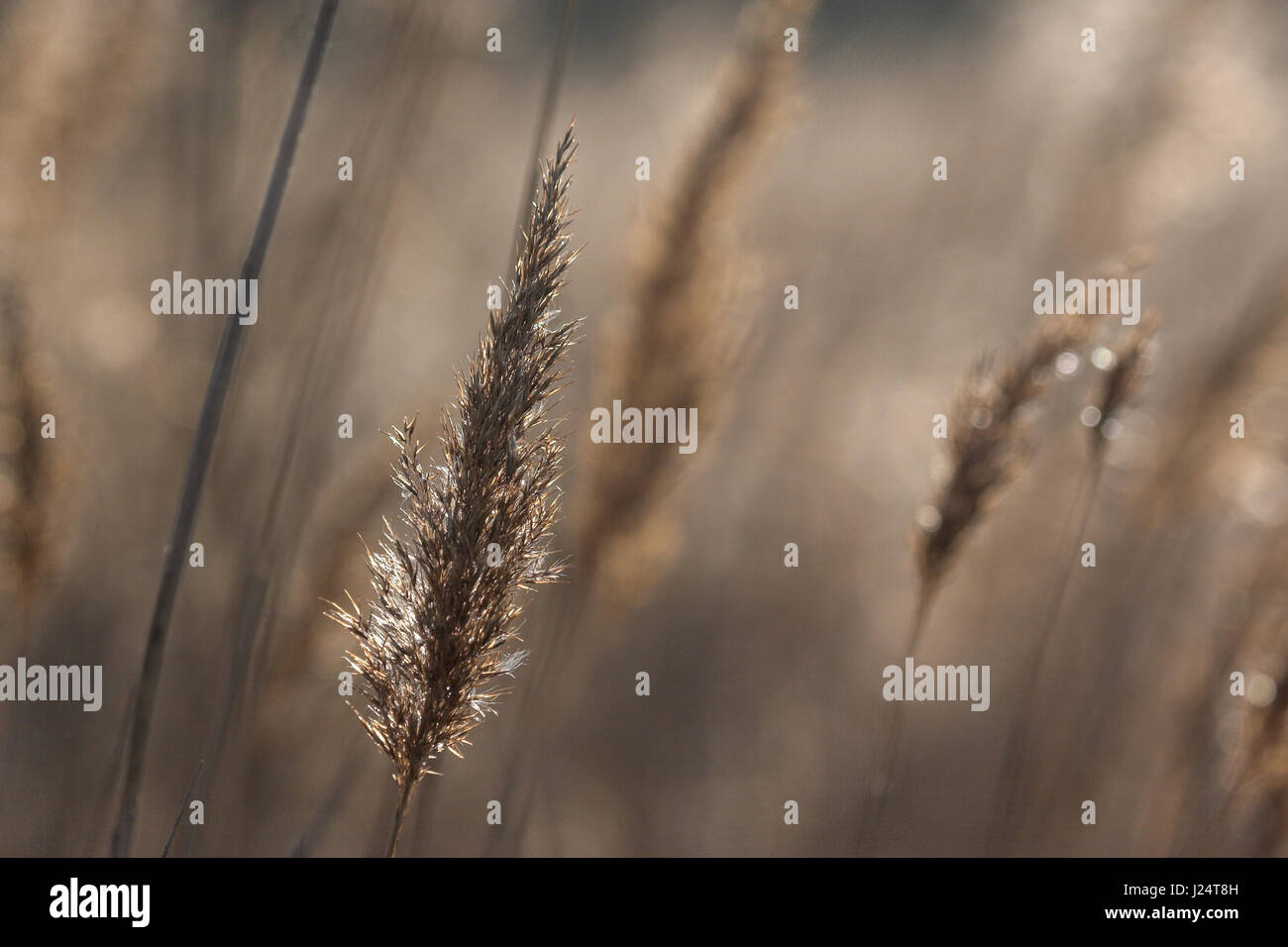 Flowering reed hi-res stock photography and images - Alamy