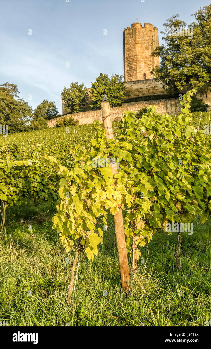 Burg Steinsberg castle in Weiler, Sinsheim, Baden-Württemberg, Germany ...