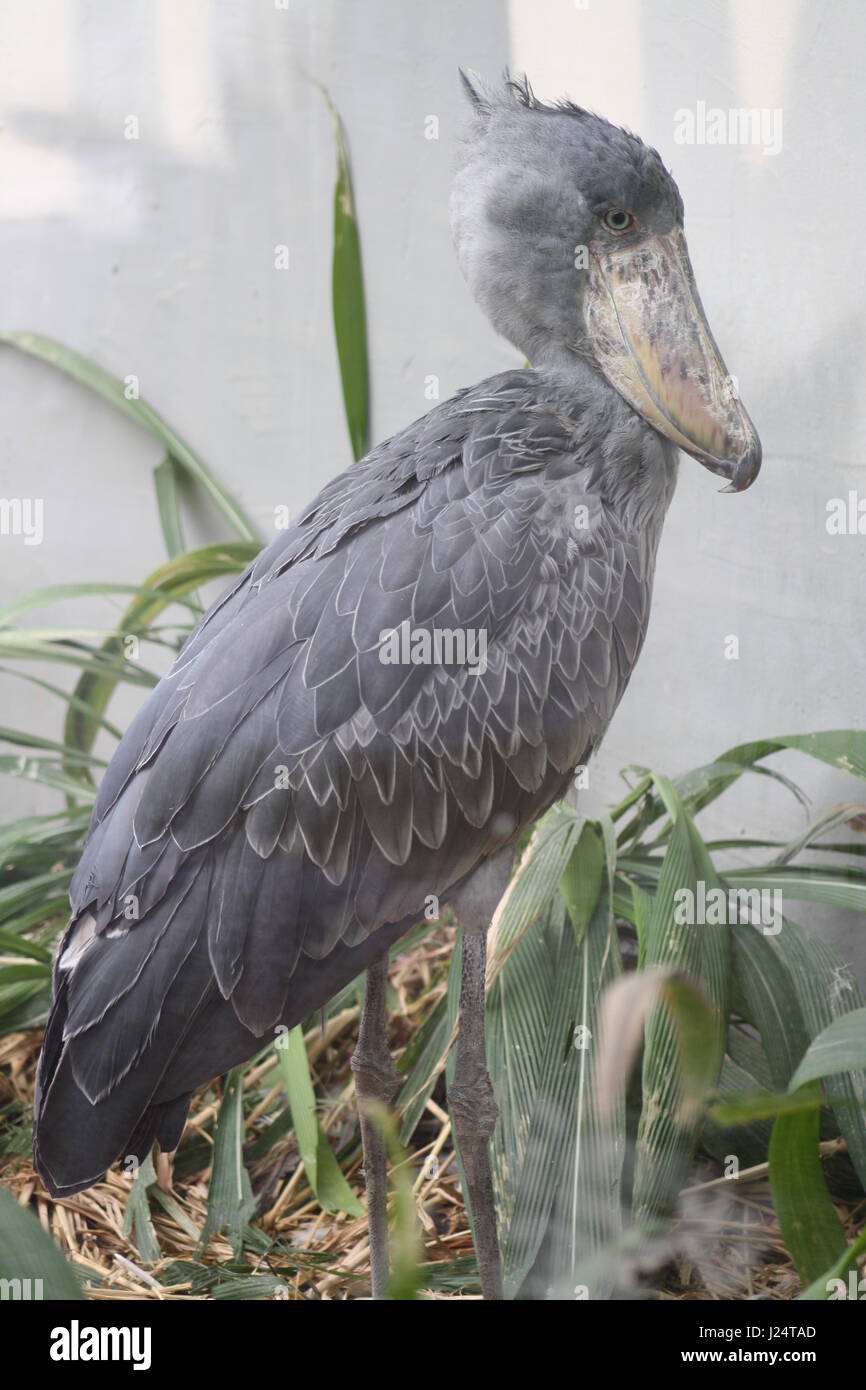 Shoebill Stork, Whalehead Bird Stock Photo - Alamy