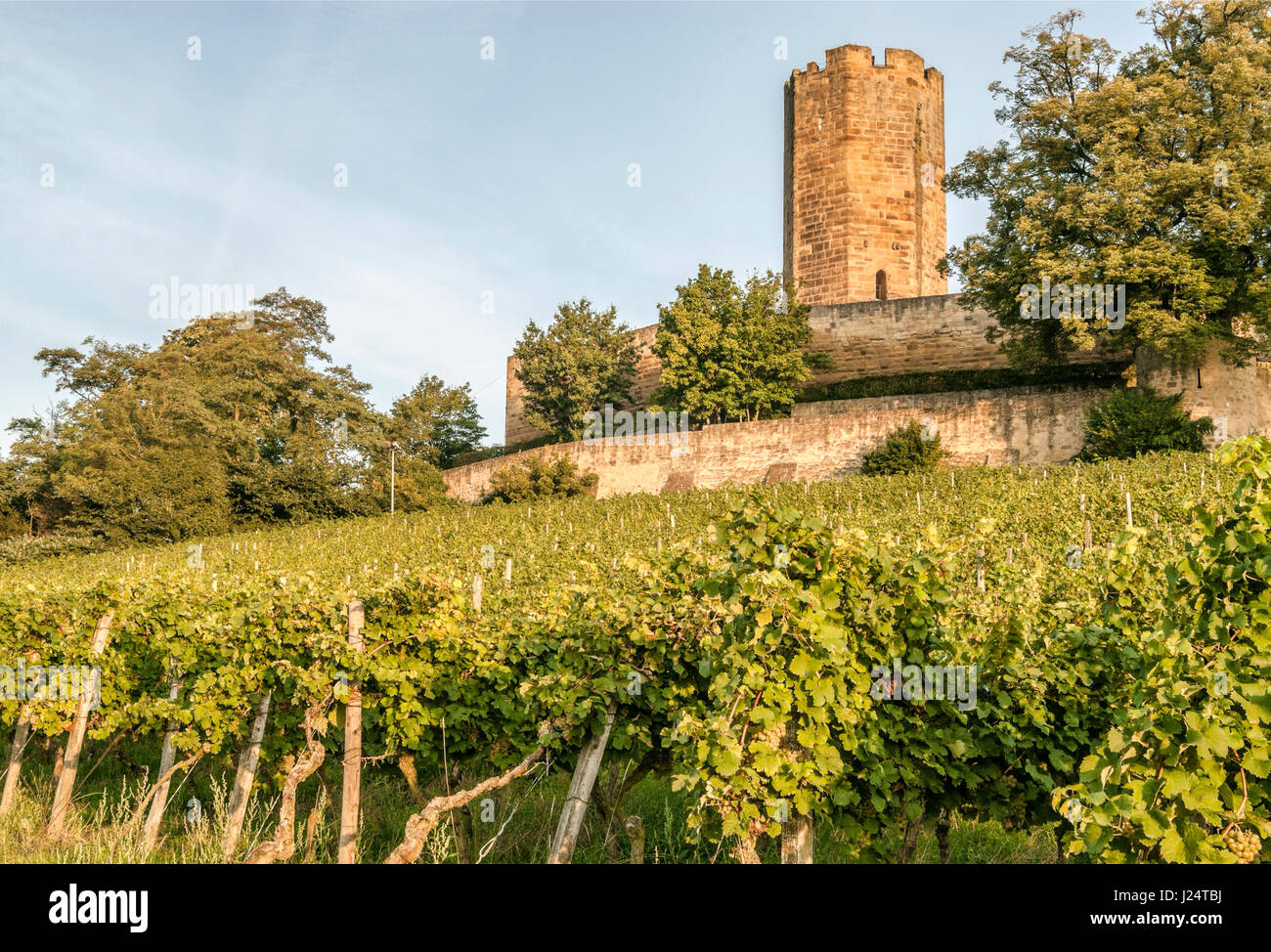 Burg Steinsberg castle in Weiler, Sinsheim, Baden-Württemberg, Germany ...